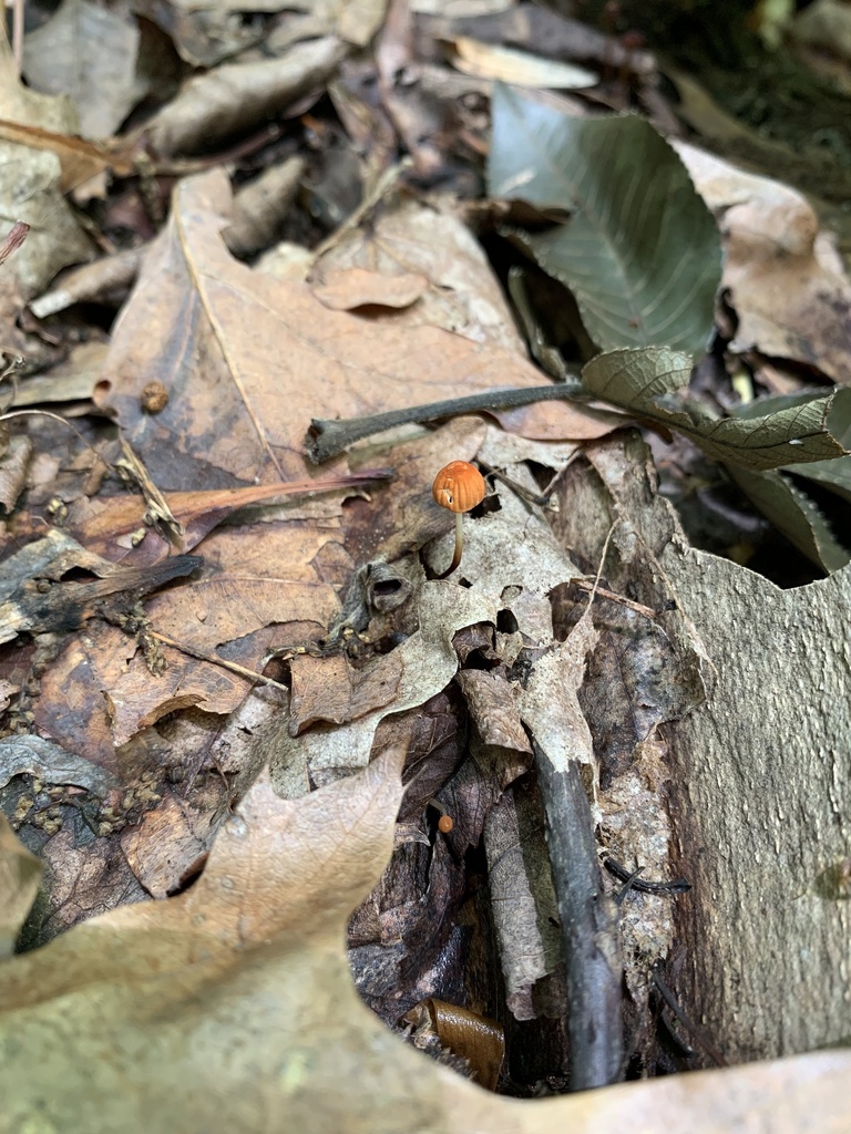 Orange Pinwheel from Hoosier National Forest, Paoli, IN, US on June 3 ...