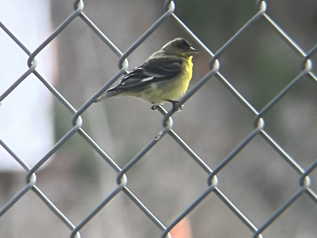 Lesser Goldfinch from Kenneth Hahn State Recreation Area, Los Angeles ...