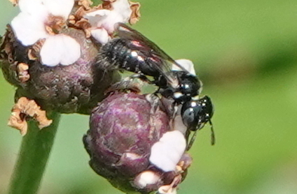 Small Carpenter Bees from Missouri City, TX, USA on June 2, 2024 at 01: ...