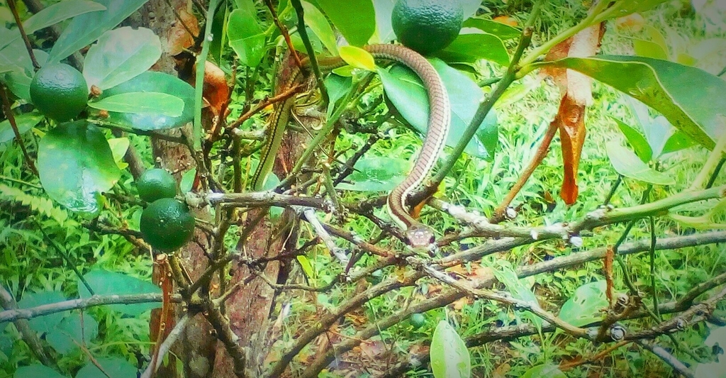 Philippines Bronzeback from W6WG+FJX, Mati, Davao Oriental, Philippines ...