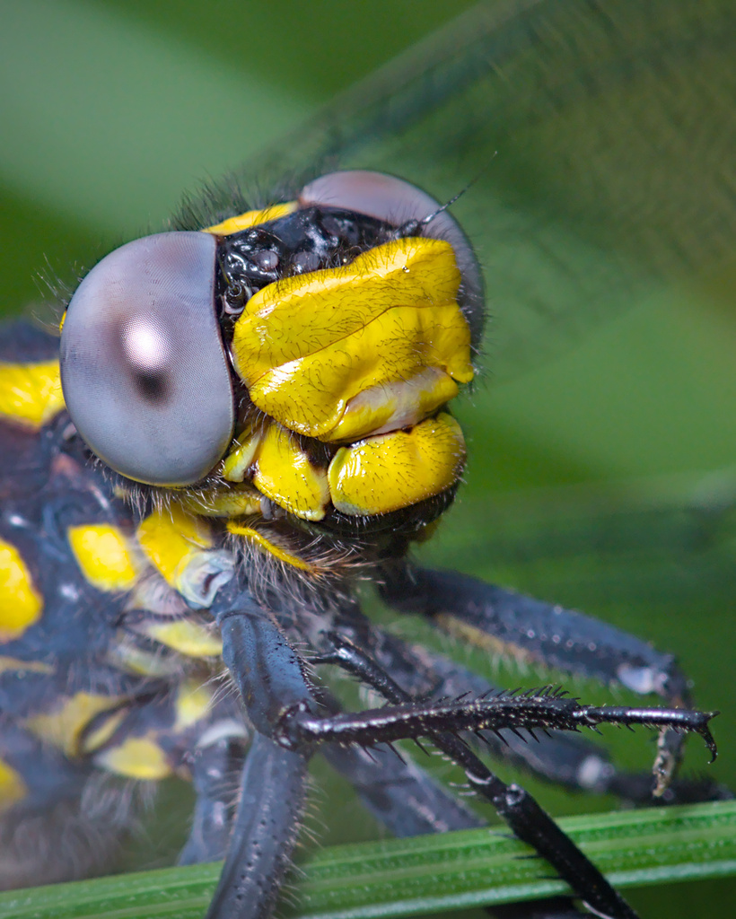 Pacific Clubtail from Harlow, Eugene, OR, USA on June 3, 2024 at 02:29 ...