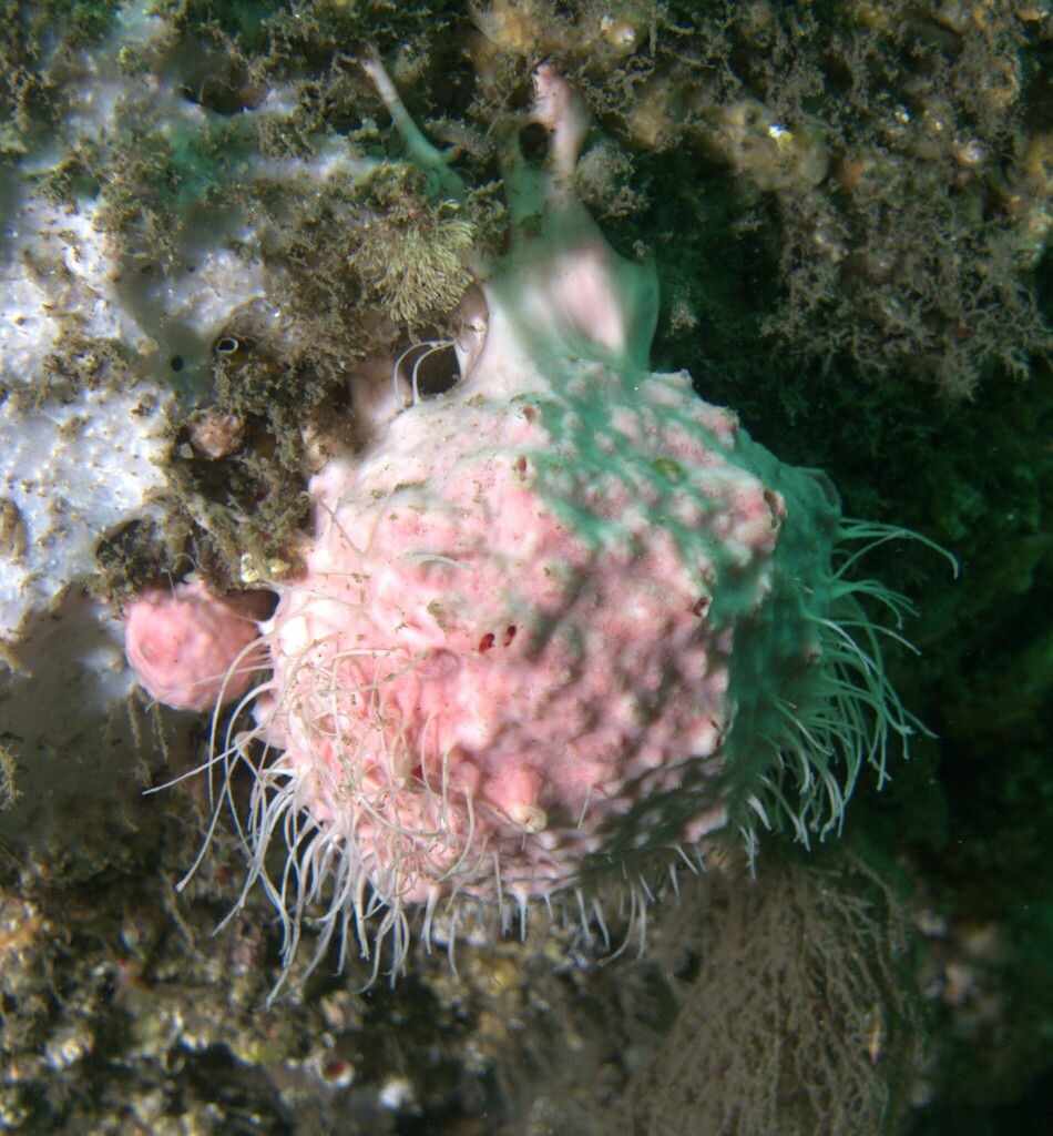 Pink Golf Ball Sponge from Bare Island West Reef on February 6, 2021 at ...
