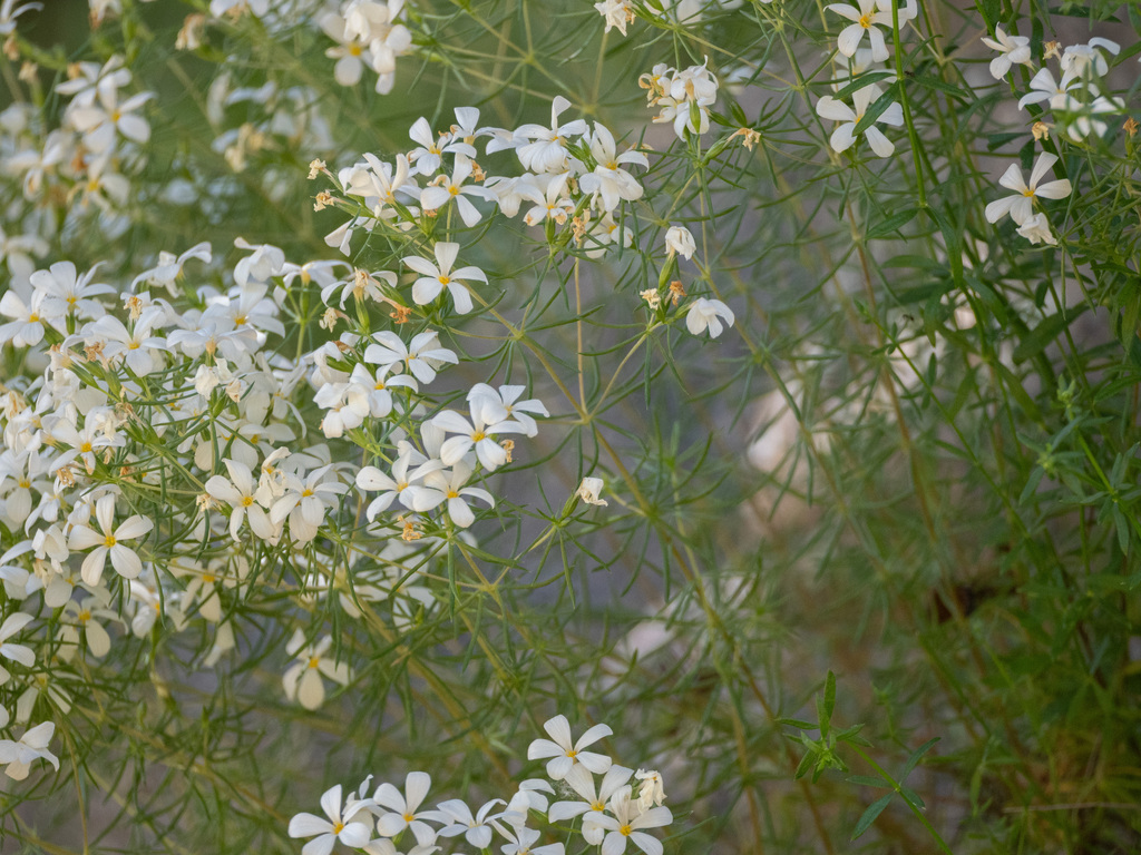 Many-flowered Linanthus from San Diego County, CA, USA on June 3, 2024 ...