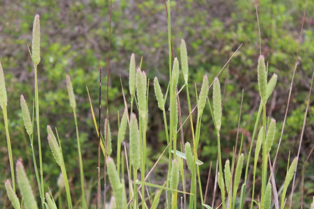 harding grass from Muddy Hollow Trail, Inverness, CA 94937, USA on June ...