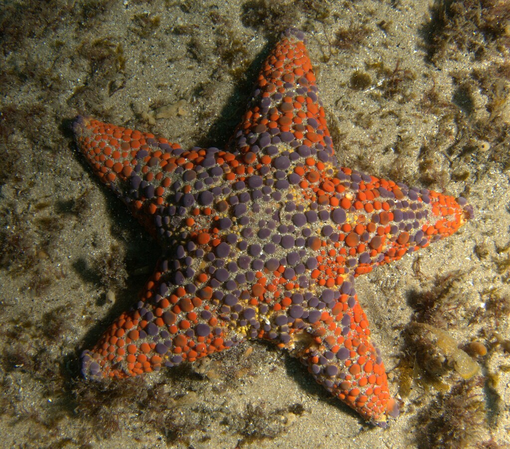 Firebrick Sea Star from Barrens Hut on January 10, 2021 at 02:01 PM by ...