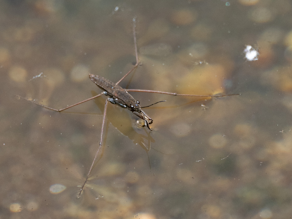 North American Common Water Strider from San Diego County, CA, USA on ...