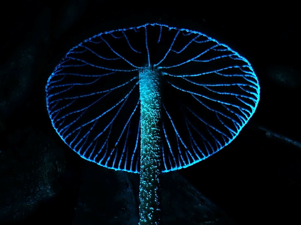 Psilocybe alutacea from Clonbinane VIC 3658, Australia on May 15, 2024 ...