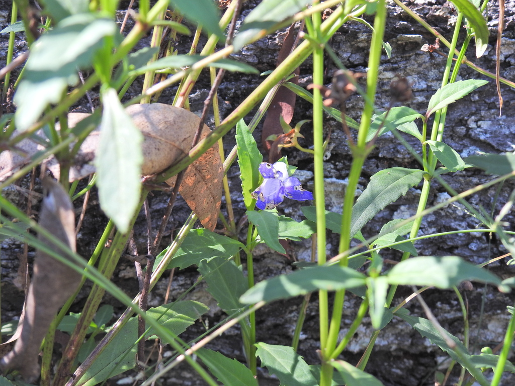 koala bells from Bauple Forest QLD 4650, Australia on June 4, 2024 at ...
