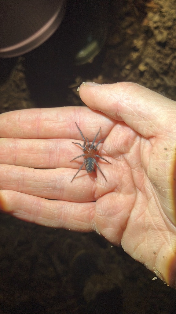 Linothele from Madre de Dios, PE on June 3, 2024 at 10:07 PM by fenf ...