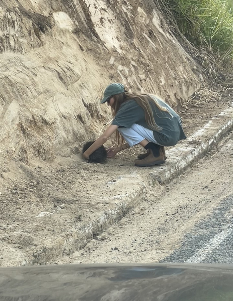 Short-beaked Echidna from Eungella National Park, Netherdale, QLD, AU ...