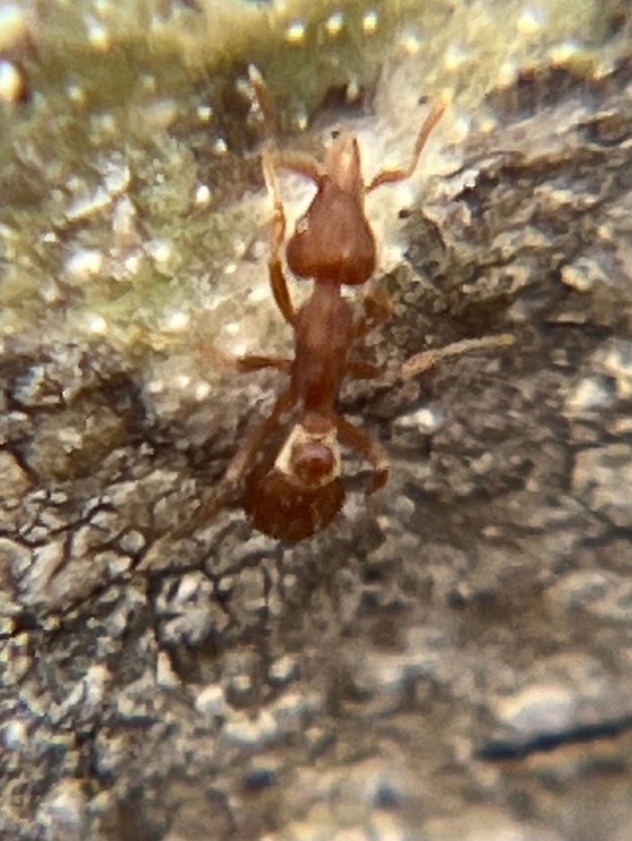 Mustache and Pygmy Snapping Ants from Alachua County, FL, USA on ...