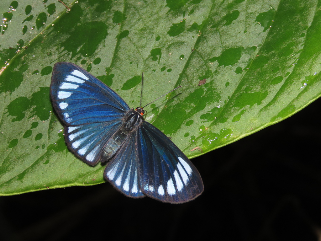 Esthemopsis clonia from Manizales, CO-CL, CO on April 30, 2024 at 01:02 ...