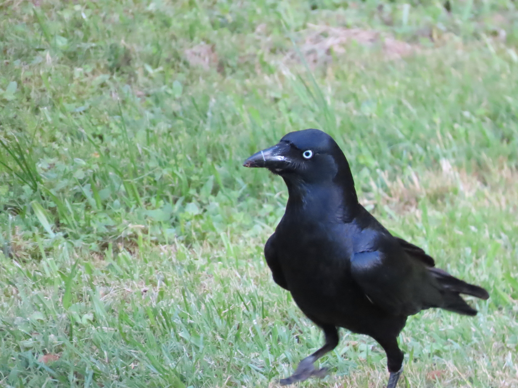 Torresian Crow from Coomba Park NSW 2428, Australia on October 28, 2022 ...