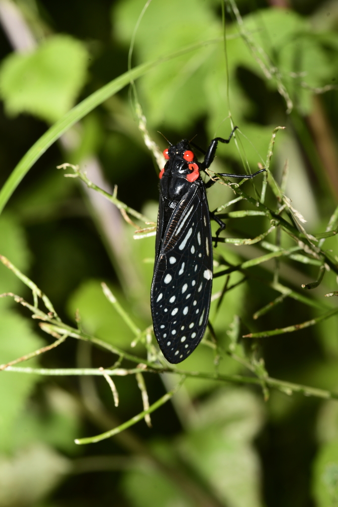 Black and scarlet cicada from 上饶婺源灵岩洞 on May 2, 2024 at 02:26 PM by ...