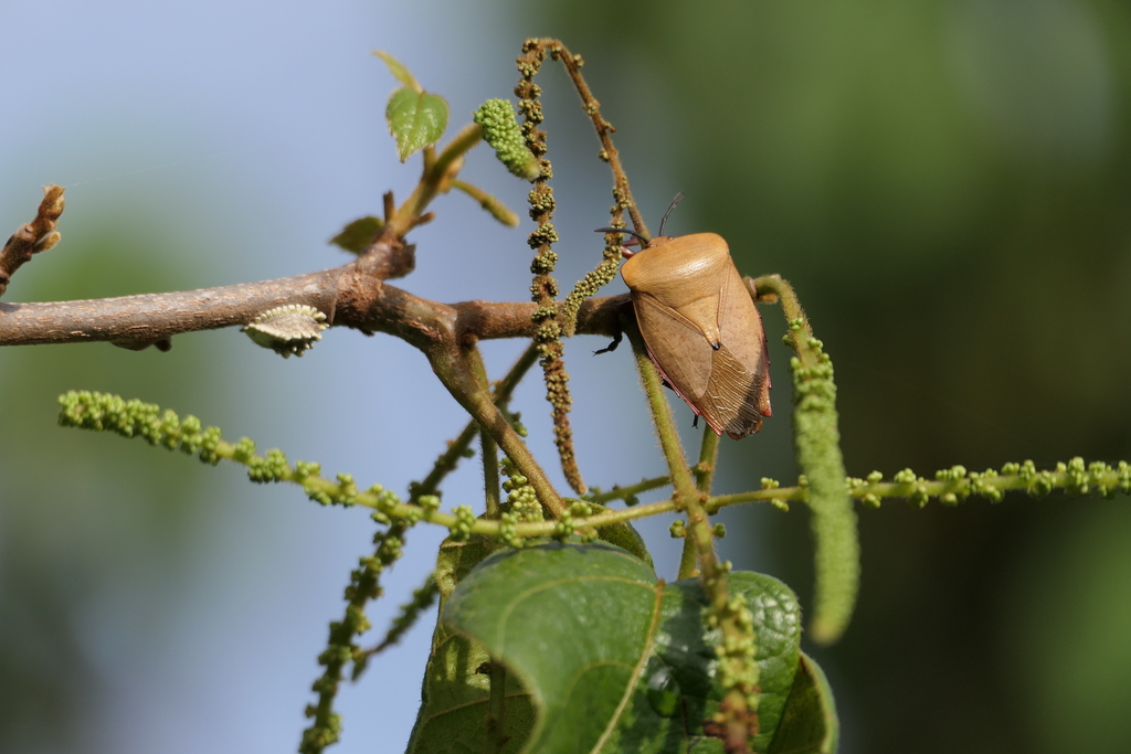 Tessaratoma javanica from Pophali, Maharashtra, India on May 29, 2024 ...