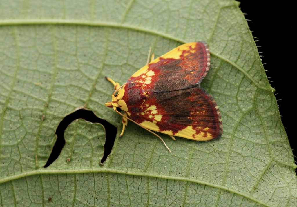 Siglophora haematica from Singapore on November 4, 2023 at 02:58 PM by ...