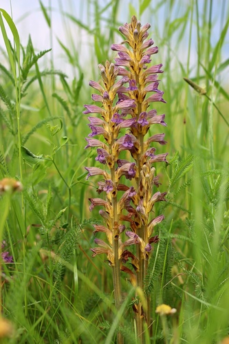 Yarrow Broomrape (Phelipanche purpurea) · iNaturalist