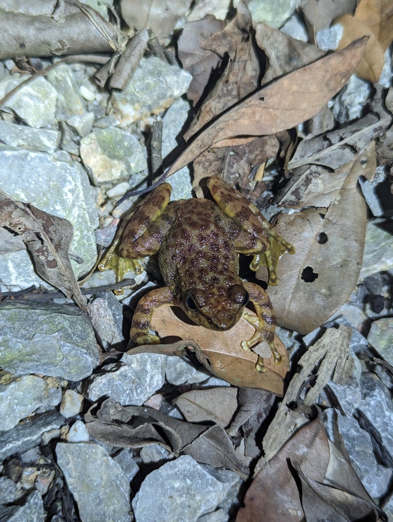 Chinese Torrent Frog from 中国桂林市临桂区 邮政编码: 541111 on June 02, 2024 at 08: ...