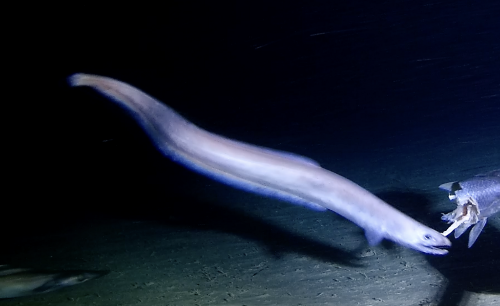 Cutthroat Eels (Synaphobranchidae) - Marine Life Identification