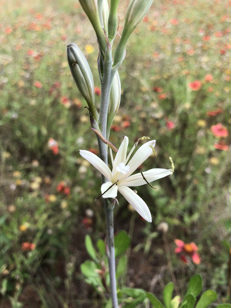 Texas Tuberose in May 2019 by Scott Holt · iNaturalist