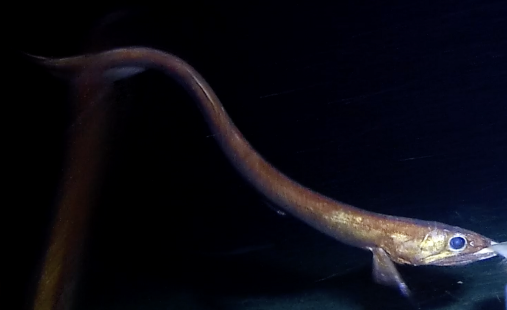 Cutthroat Eels (Synaphobranchidae) - Marine Life Identification