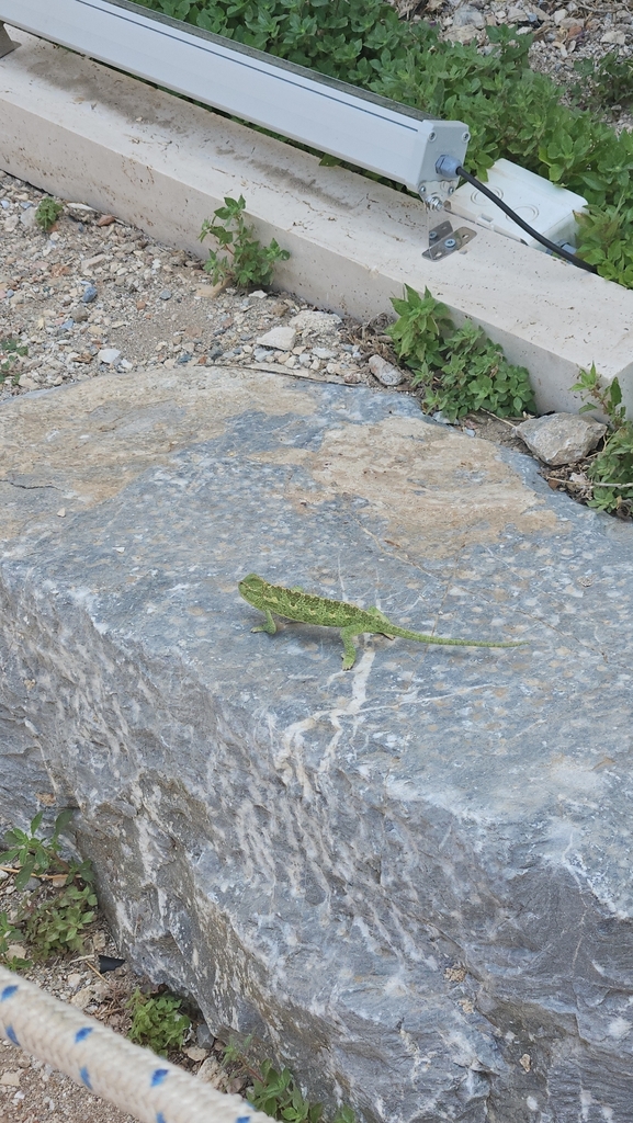 Common Chameleon in June 2024 by the_creator · iNaturalist