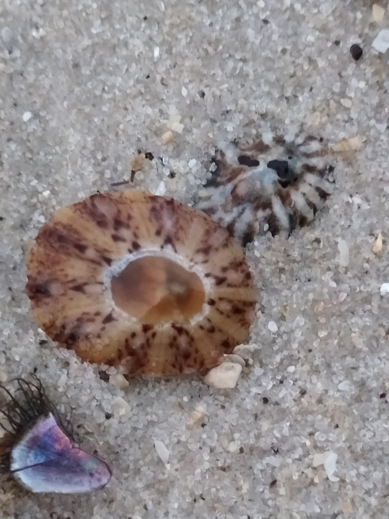 Variegated limpet from Huskisson NSW 2540, Australia on June 4, 2024 at ...