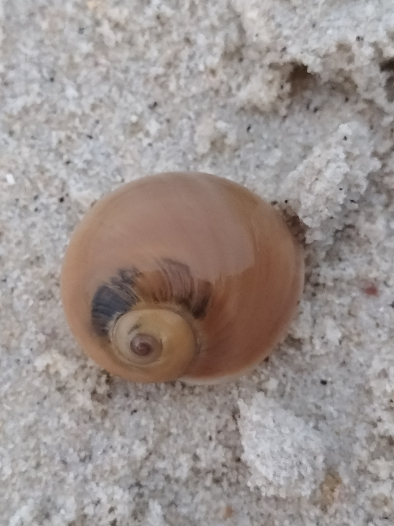 Bladder Moon Snail from Huskisson NSW 2540, Australia on June 4, 2024 ...