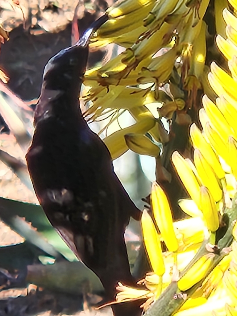 Southern Amethyst Sunbird from R104, Hartbeespoort, 0216, South Africa ...