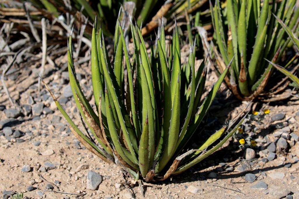 lechuguilla from Bustamante Nuevo León (semidesierto) on June 3, 2016 ...