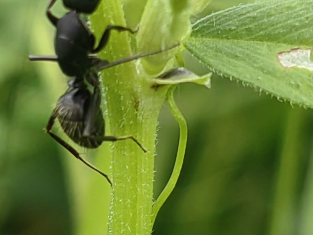 Japanese Carpenter Ant from Nanjing, CN-JS, CN on April 21, 2024 at 03: ...