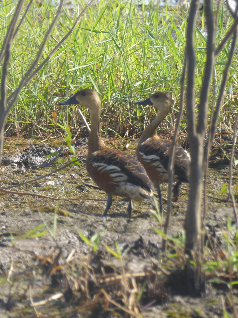 Wandering Whistling-Duck from Mary River, Marrakai, NT, AU on June 4 ...