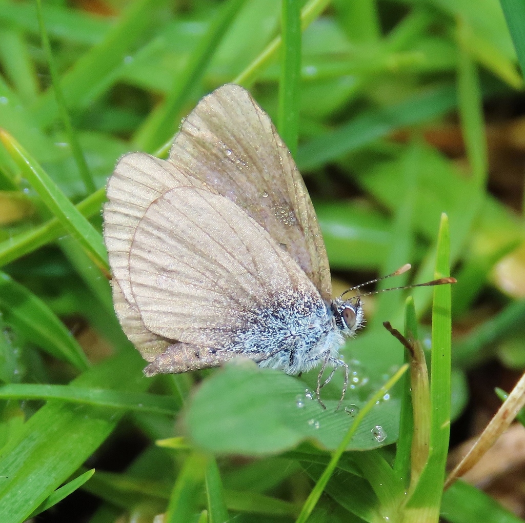 Lesser Grass Blue from Wallaga Lake NSW 2546, Australia on May 31, 2024 ...