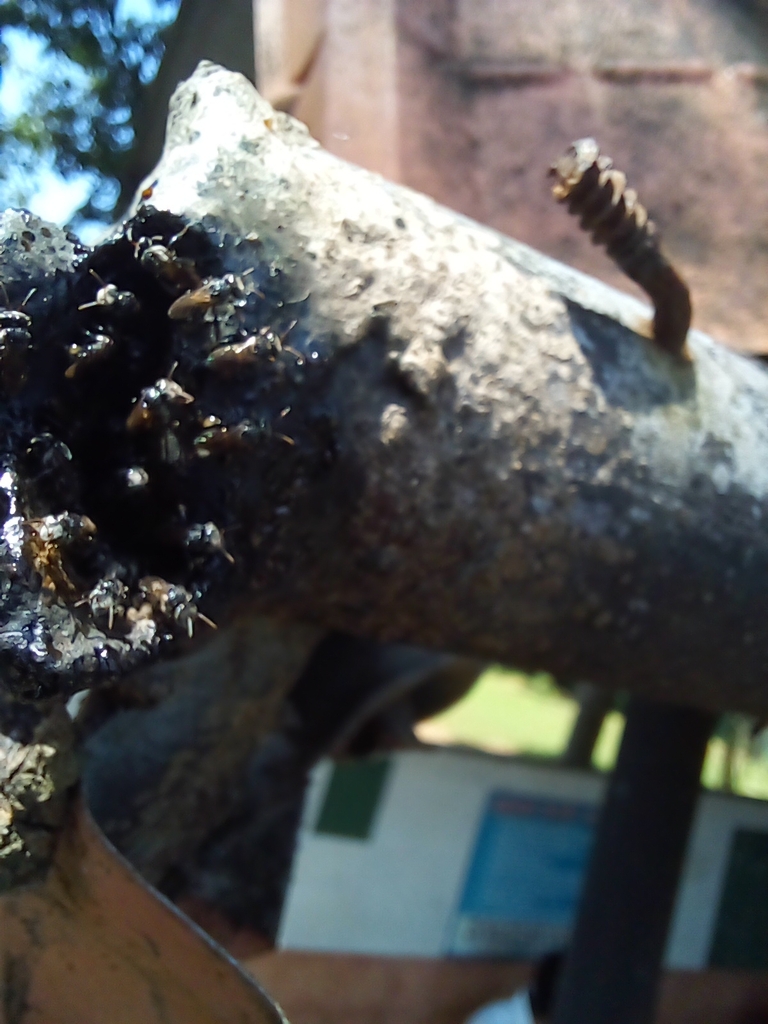 Indian Stingless Bee from WV35+8P7, Colombo 00700, Sri Lanka on June 4, 2024 at 10:21 AM by ...
