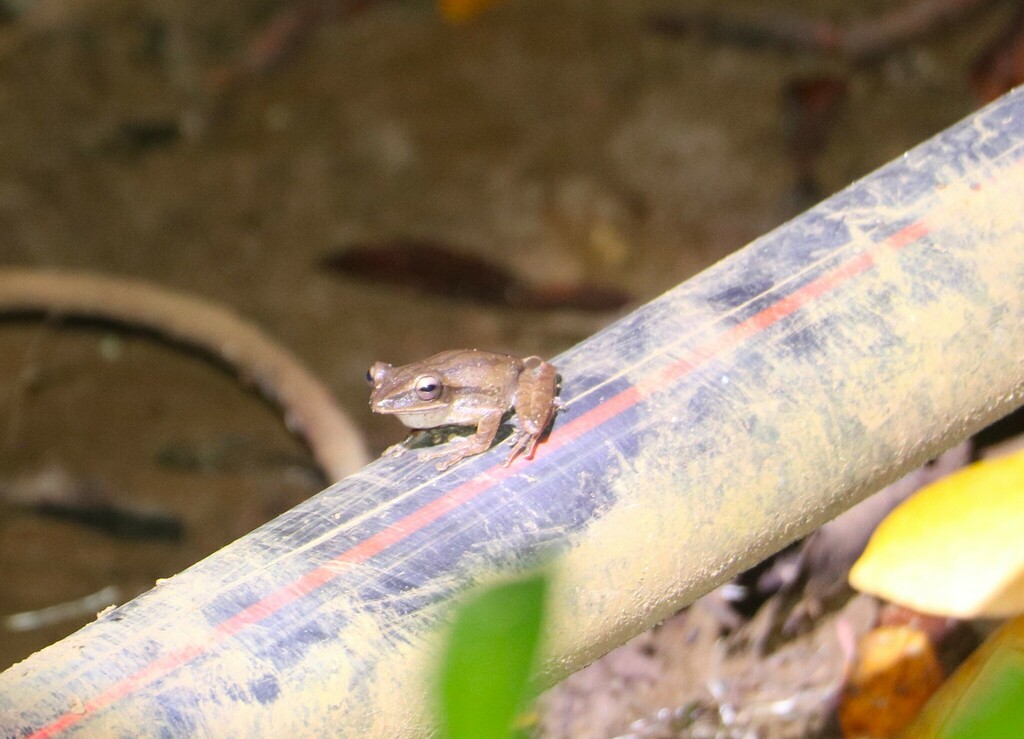 Common Southeast Asian Tree Frog from 馬來西亞砂拉越古晉省 on May 3, 2024 at 07: ...