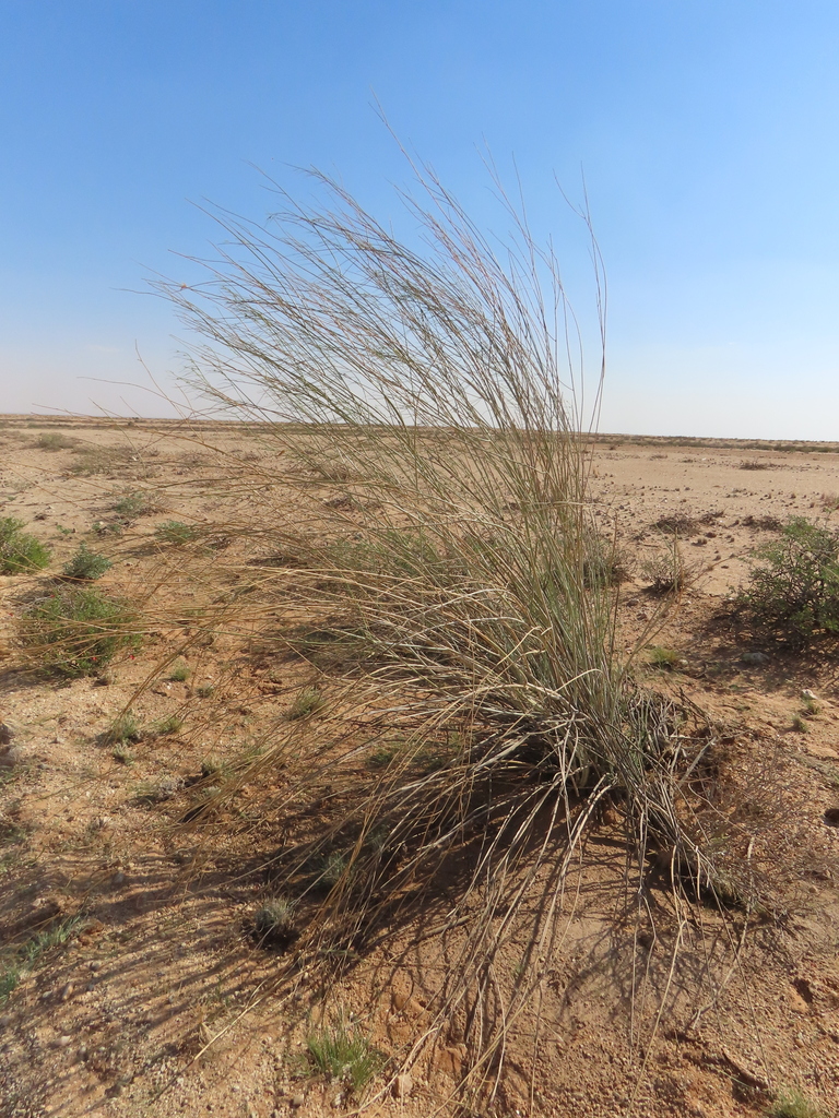 Desert Broom Milkbush from Karas Region, Namibia on May 3, 2024 at 03: ...