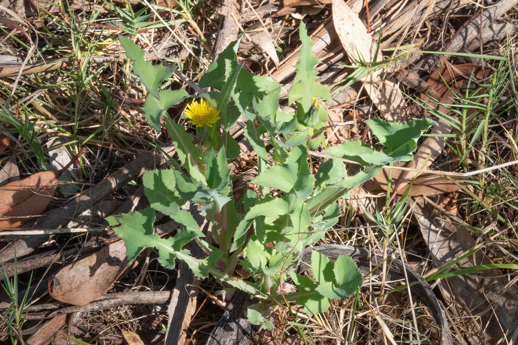 Common Sow-thistle from Douglas VIC 3409, Australia on December 17 ...