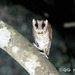 Oriental Bay Owl (Phodilus badius) · iNaturalist