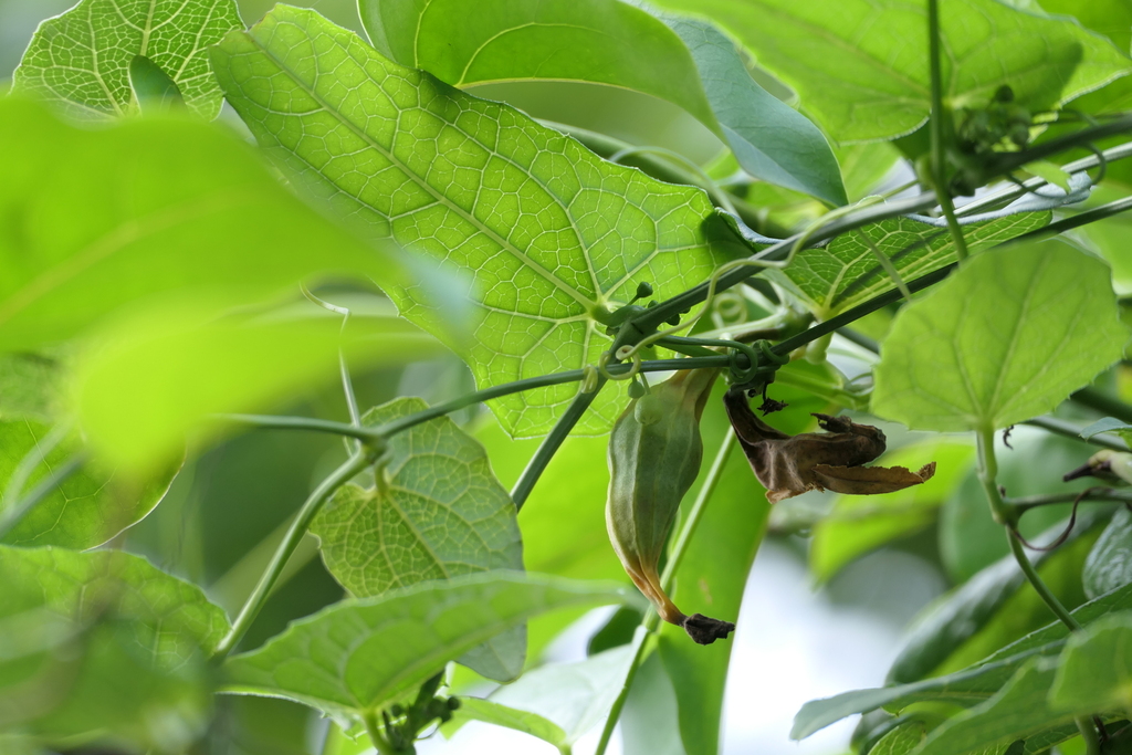 Solena umbellata from Pophali, Maharashtra, India on May 29, 2024 at 08 ...