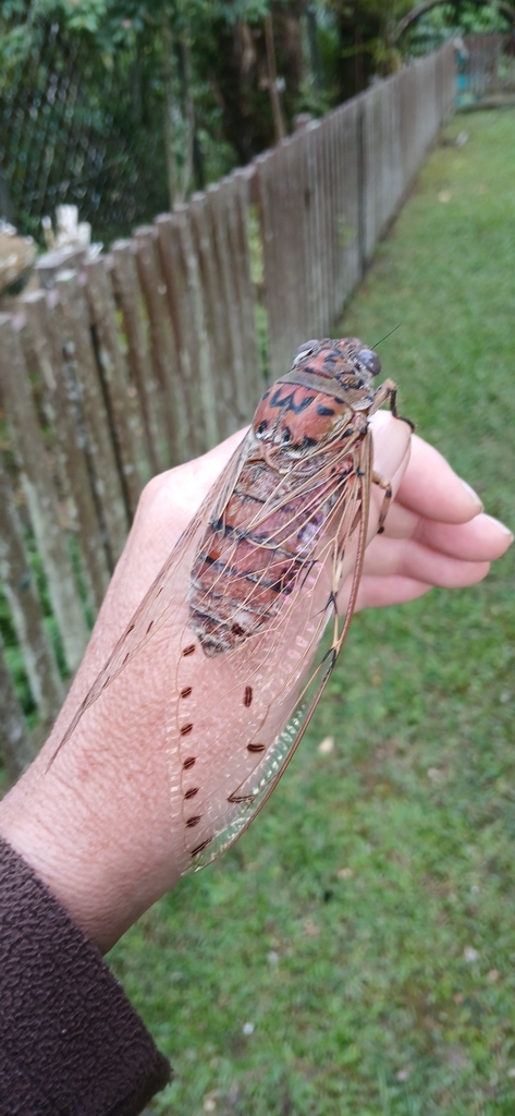 Empress Cicada from Bukit Fraser, 49000 Bukit Fraser, Pahang, Malaysia ...