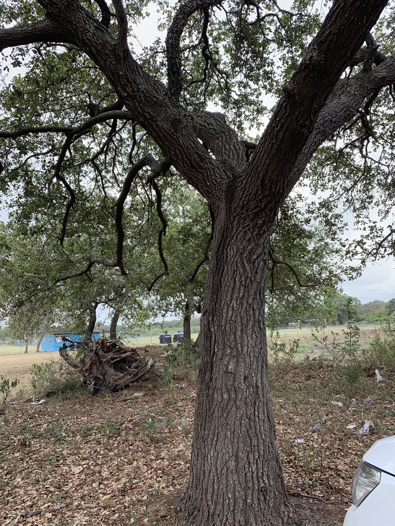 Encina (Quercus oleoides) - Botanical Realm