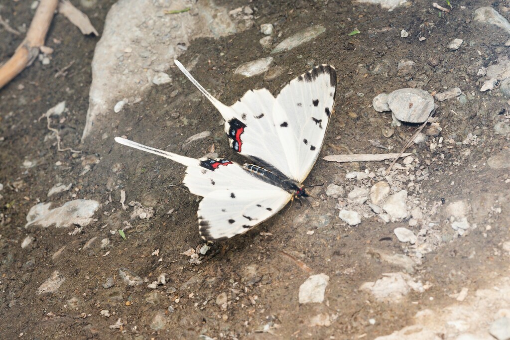 Dragon Swallowtail from Beijing, Beijing, CN on June 4, 2024 at 01:57 ...