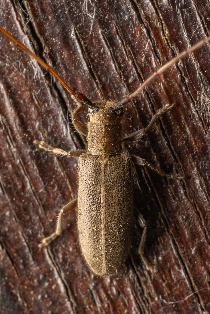 Asaperdina from 中国北京市海淀区 on June 04, 2024 at 02:16 PM by Yushi Wang ...