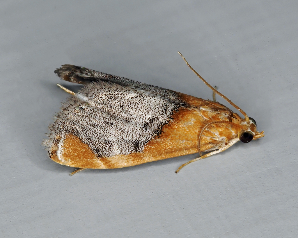 Sooty-winged Chalcoela Moth from Salem, NH 03079, USA on June 4, 2024 ...