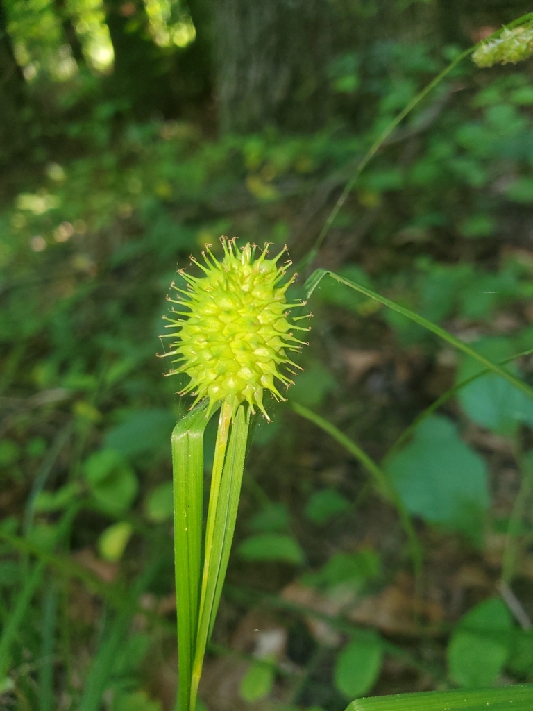 squarrose sedge from Chesapeake City, MD 21915, USA on June 4, 2024 at ...