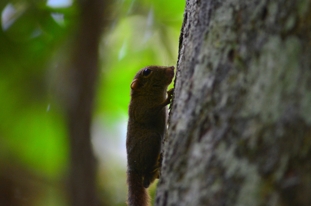 Least Pygmy Squirrel from Poring Hot Springs, Kinabalu Park, Ranau ...