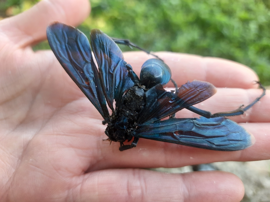 Tarantula-hawk Wasps and Allies from X7WX+G53, Guanacaste Province ...