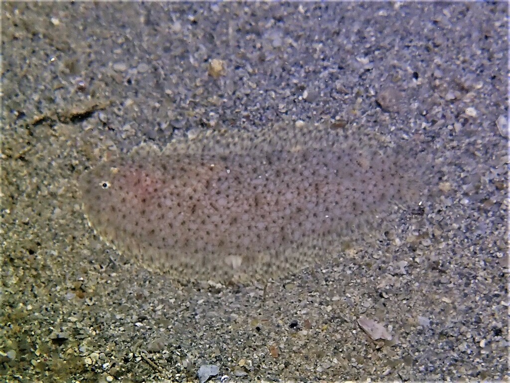 Southern Sole from Jervoise Bay Beach, , Woodmans Point, WA, Australia ...