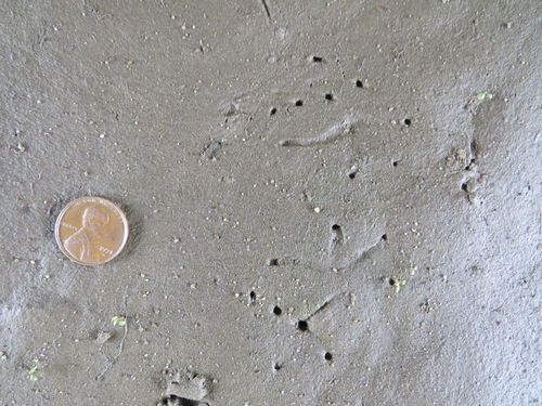 iNaturalist Tracking Database – NatureTracking