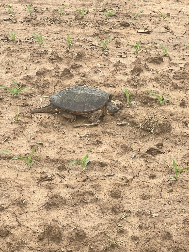 Common Snapping Turtle from Fisherville Rd, Simpsonville, KY, US on ...